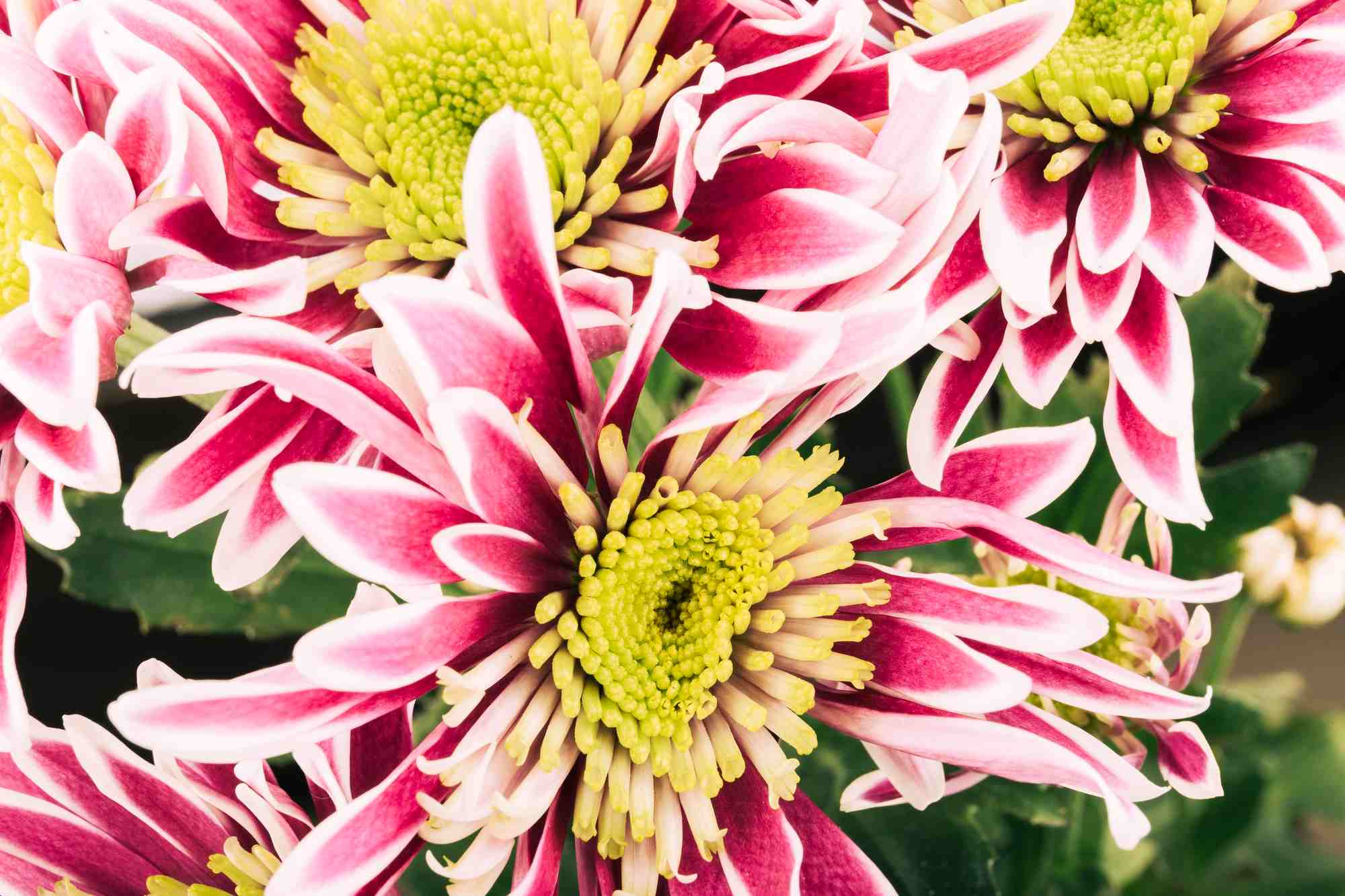 Los crisantemos, variedades y cómo debes cuidarlos